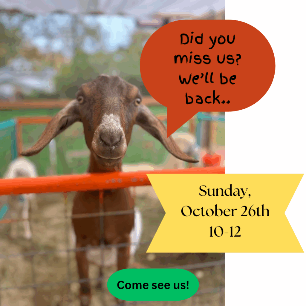 Parshat Noach Petting Zoo & Mesiba - Jewish Federation of St. Louis